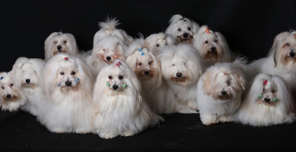 One potato chip is not enough ;) - The Sweetest Coton FCI - Coton de ...